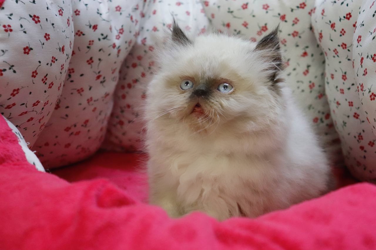 بچه گربه اسکاتیش آنفولد بلو ماده - پت شاپ آنلاین کیتی کتز