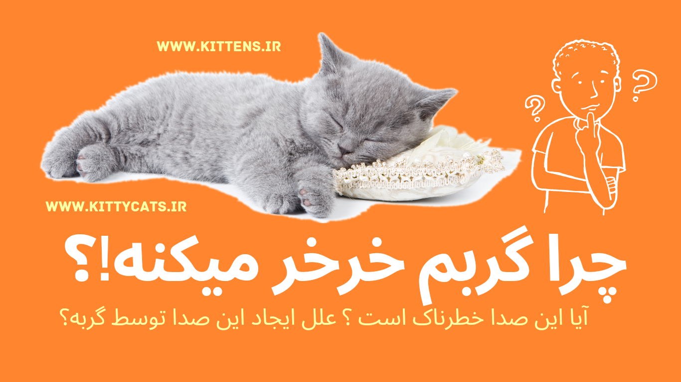 خانه - پت شاپ آنلاین کیتی کتز