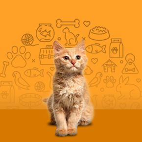 گربه - پت شاپ آنلاین کیتی کتز